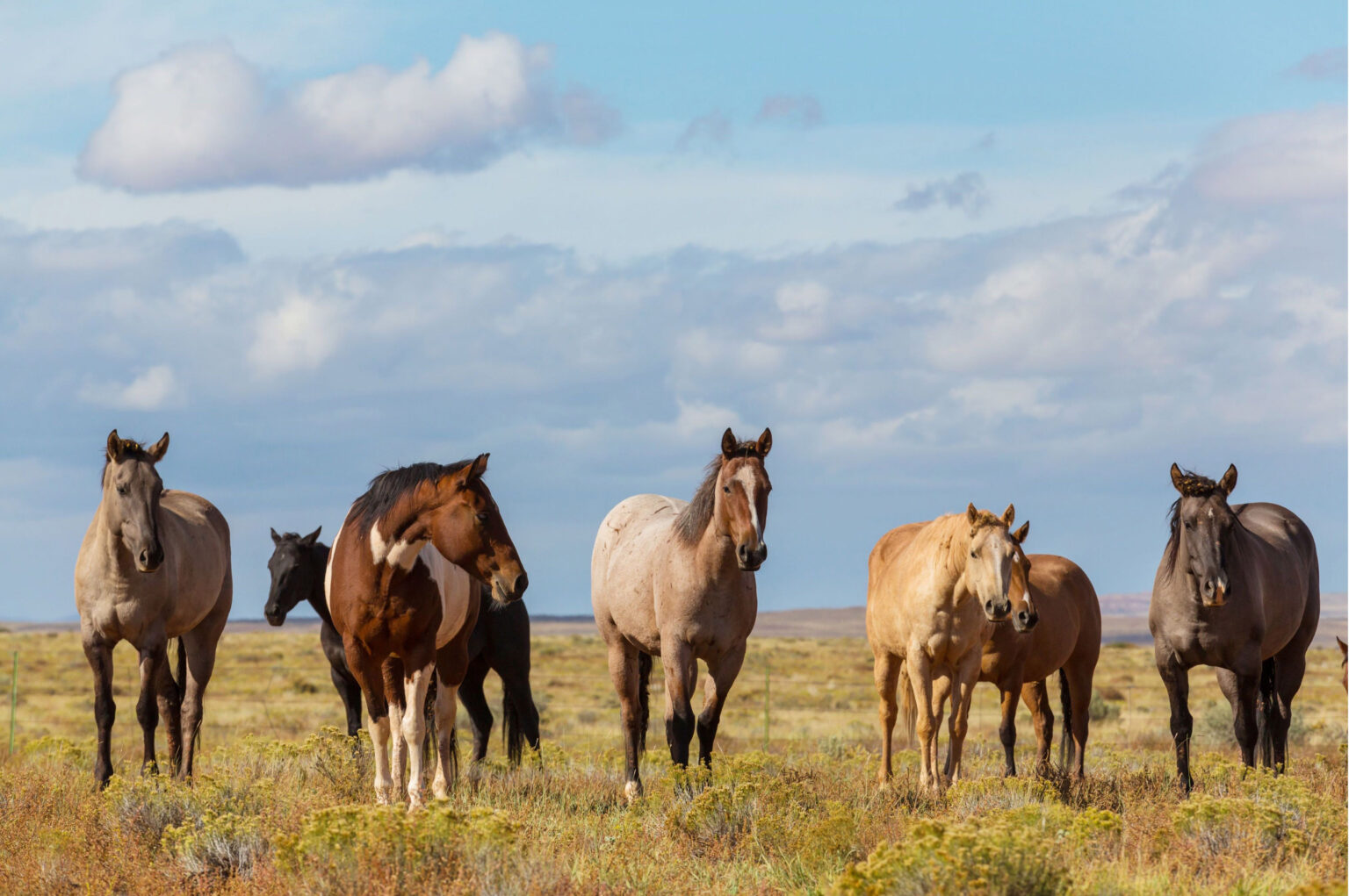 Indigenous Peoples' Day - Horses for Mental Health